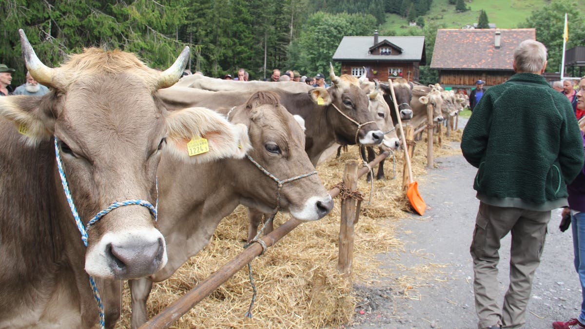 Urner Bauern verdienen weniger als der Durchschnitt der Schweiz Urner Bauern verdienen weniger als der Durchschnitt der Schweiz