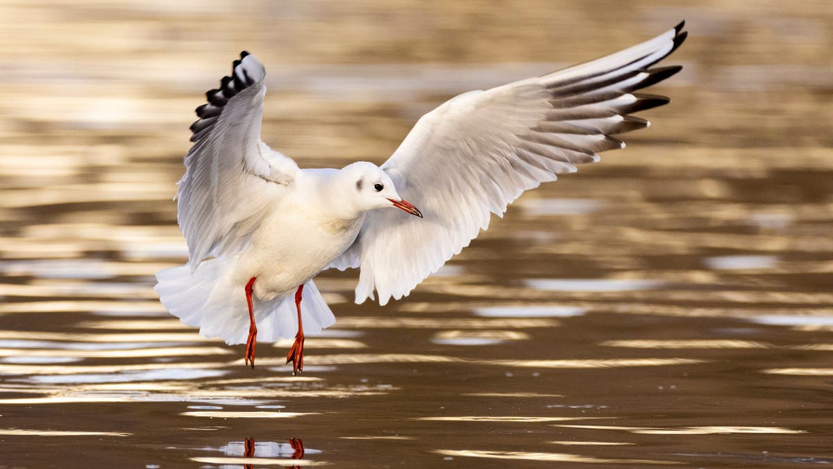 Erster Vogelgrippefall bei einem Wildvogel im Kanton Aargau Erster Vogelgrippefall bei einem Wildvogel im Kanton Aargau
