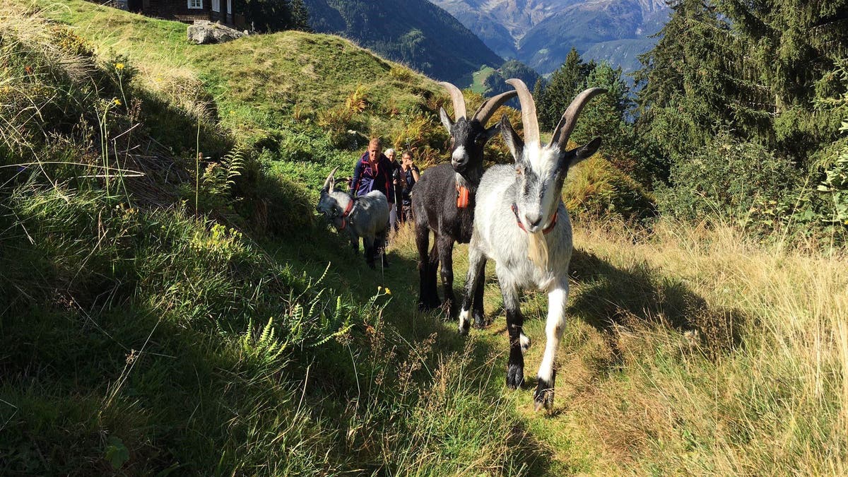 Geissen wandern auf der Klewenalp mit Geissen wandern auf der Klewenalp mit