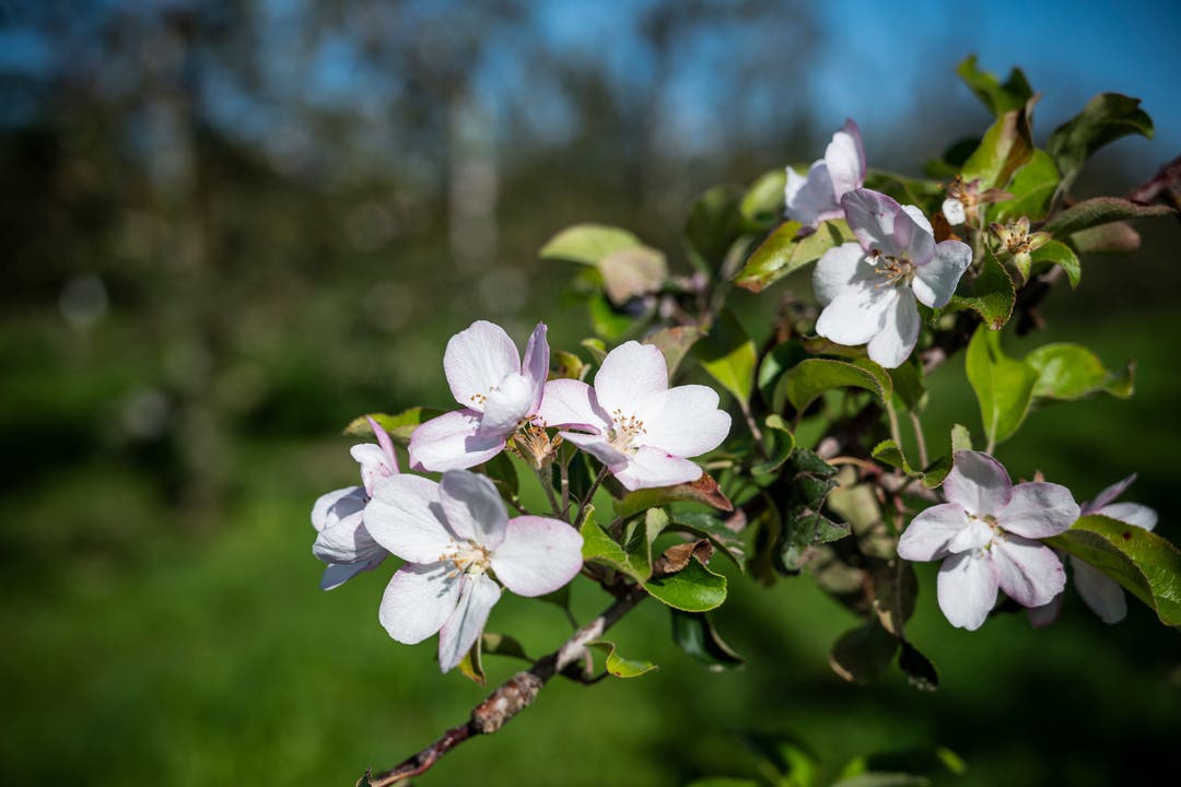 Thurgau Apfelbäume Blühen Im Herbst