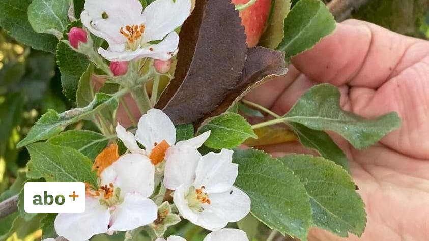Obstbäume Blühen Mitten Im Oktober Das Bedeutet Das Für Die Ernte 2024